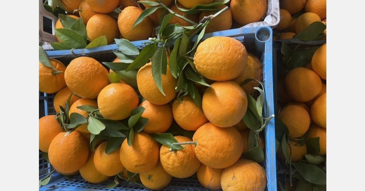 "Abbiamo arance Valencia di calibro grande, ma le esportazioni non sono ...