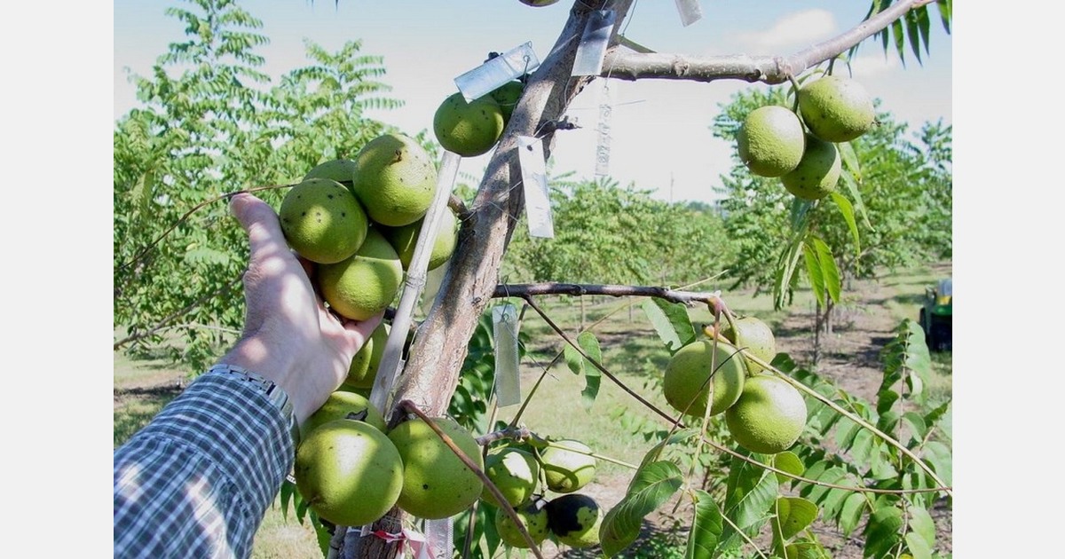 Il Missouri brevetta la prima varietà di noce nera per la produzione di ...