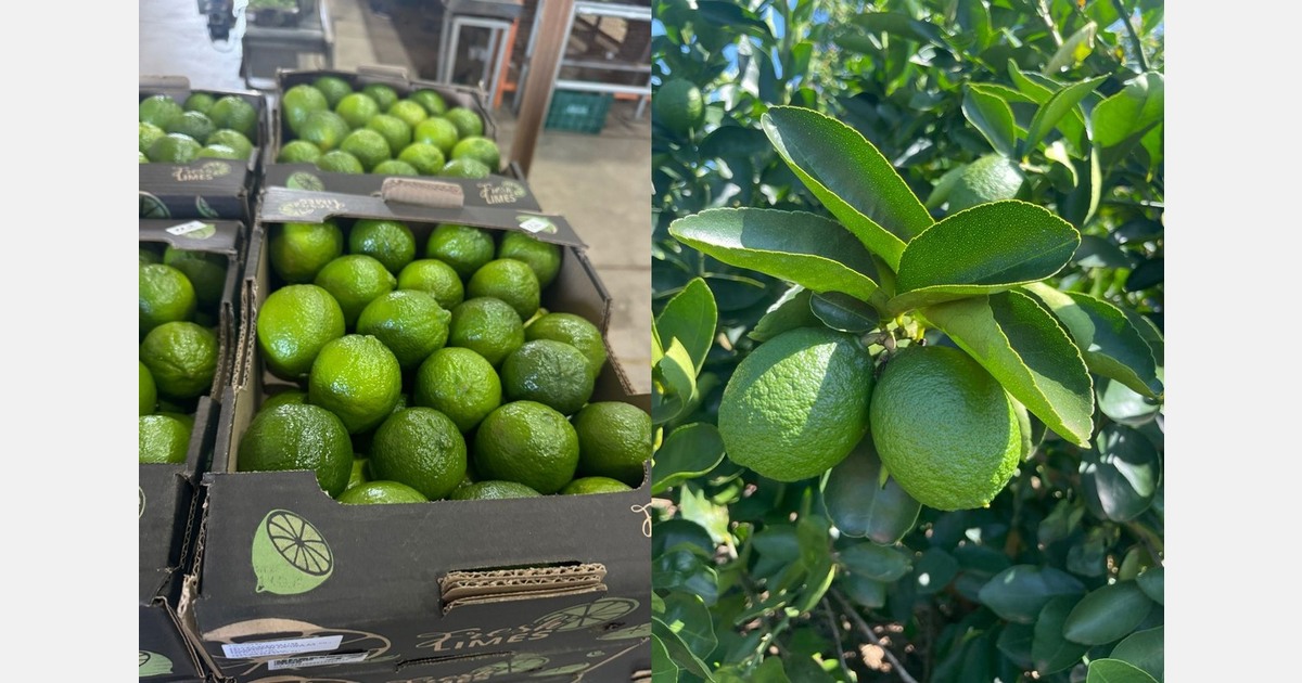 "I lime che prima venivano destinati agli Stati Uniti si stanno ...