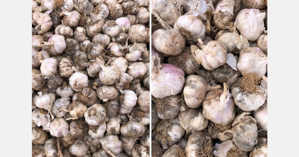 "I prezzi dell'aglio hanno raggiunto livelli record"