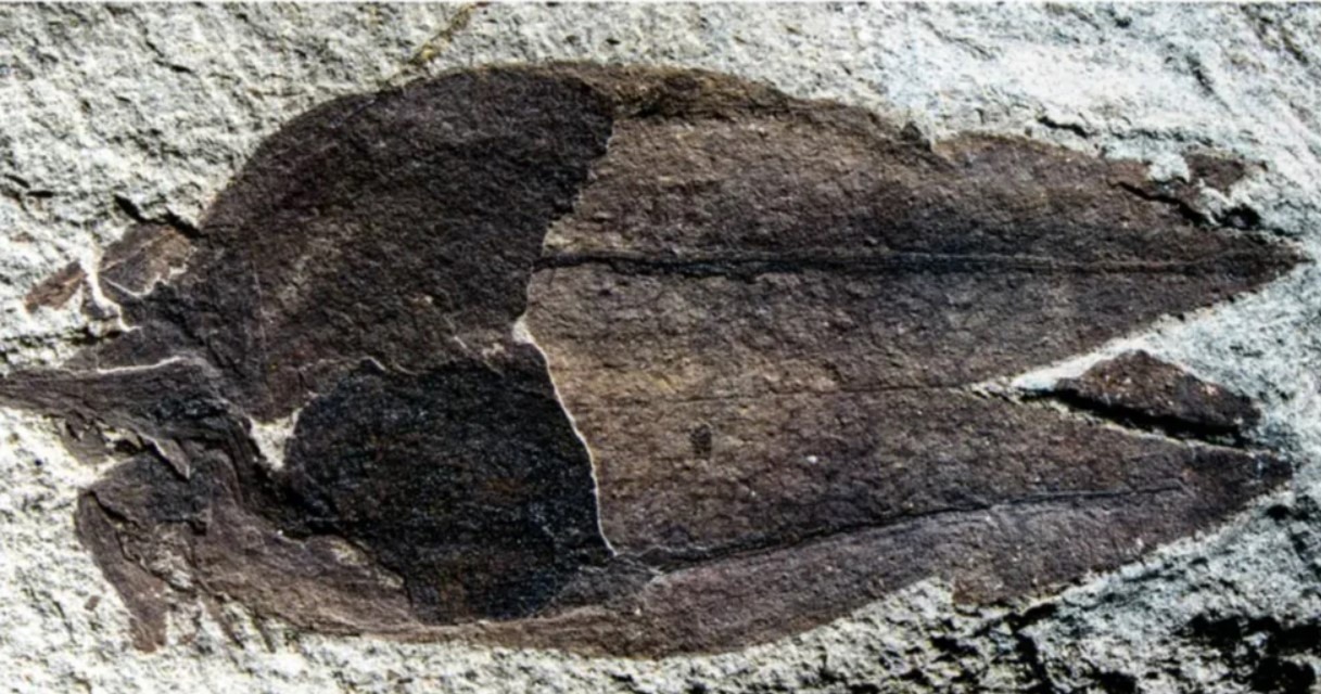 Scoperto il più antico limone e il più antico frutto fossile