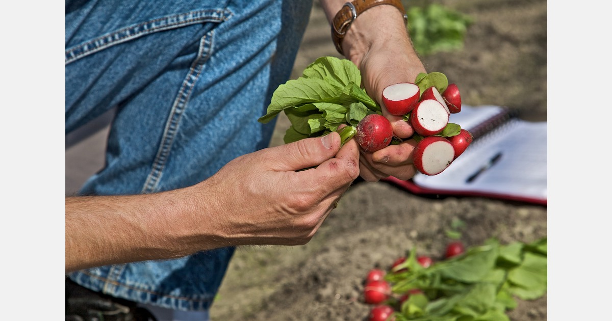 "Vogliamo arricchire il segmento degli snack salutari con ravanelli ...