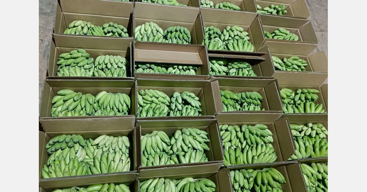 "Stiamo valutando di esportare le nostre banane in Europa"