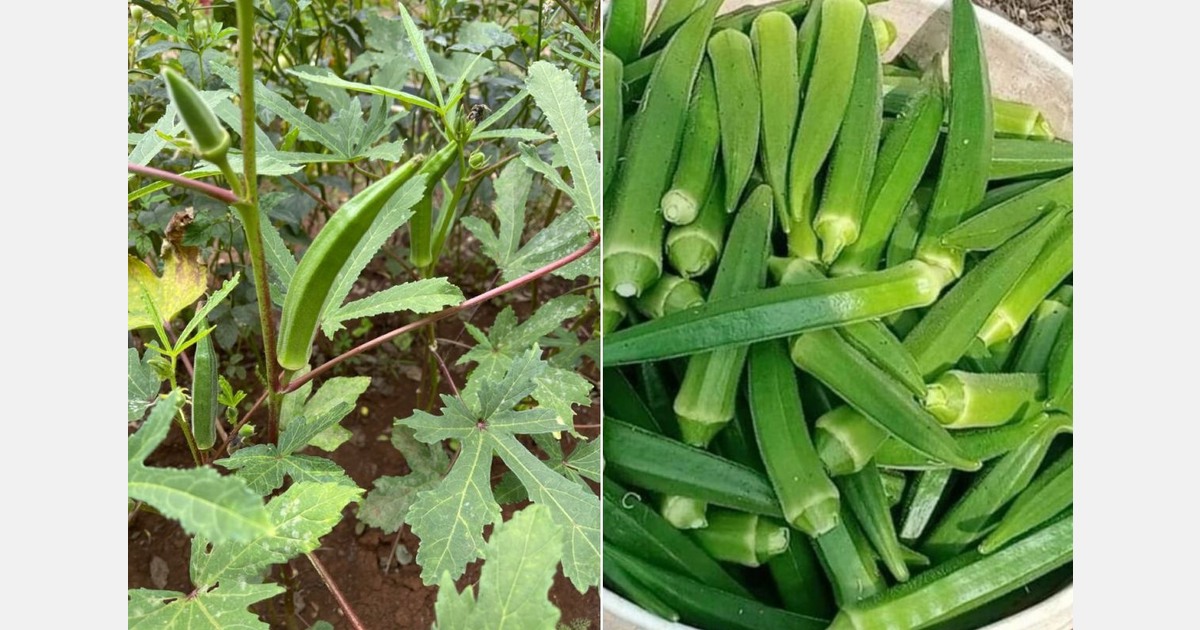 "Offriamo gombo 100 per cento biologico coltivato a Togo"