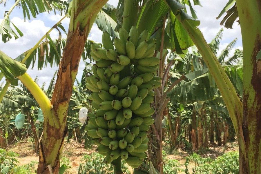 "Gestiamo le nostre camere di maturazione delle banane per assicurare ...