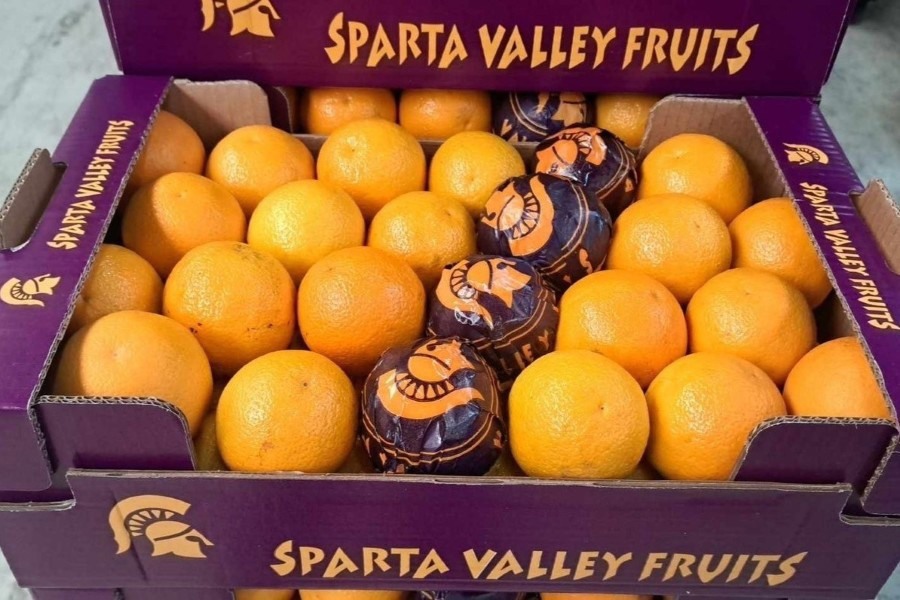 "Un mercato ben equilibrato per le arance Valencia, con caratteristiche ...