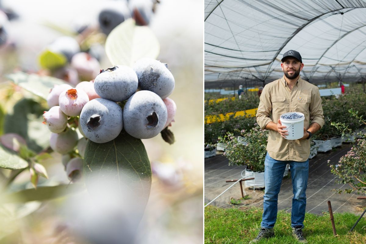 Il consumo di mirtilli continua a crescere, anche nelle regioni già consolidate