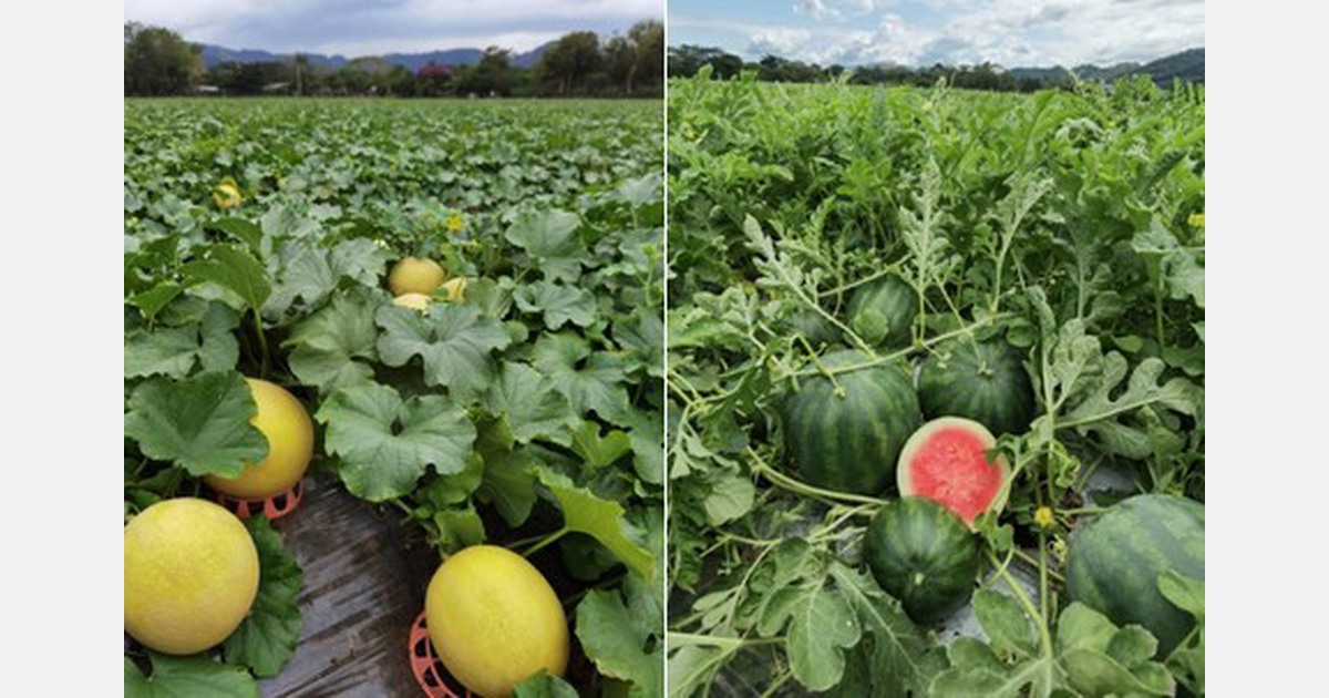 Espansione della superficie coltivata e incremento di volume per le ...