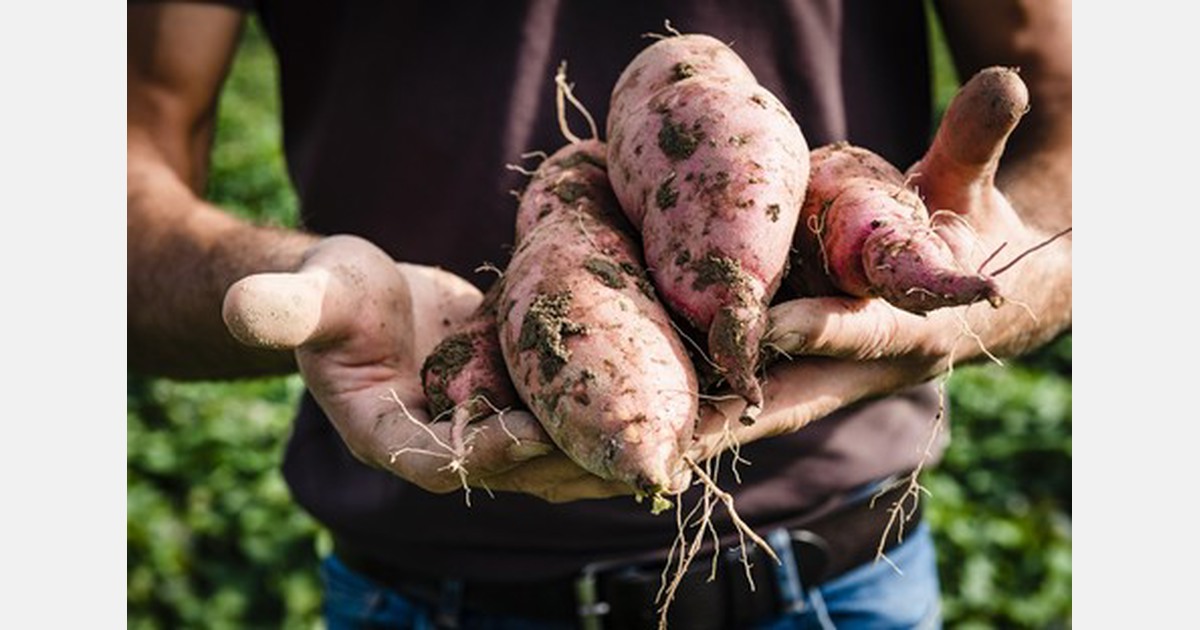 Batati Ltd: in Svizzera raccolta tardiva e fiacca per le patate dolci
