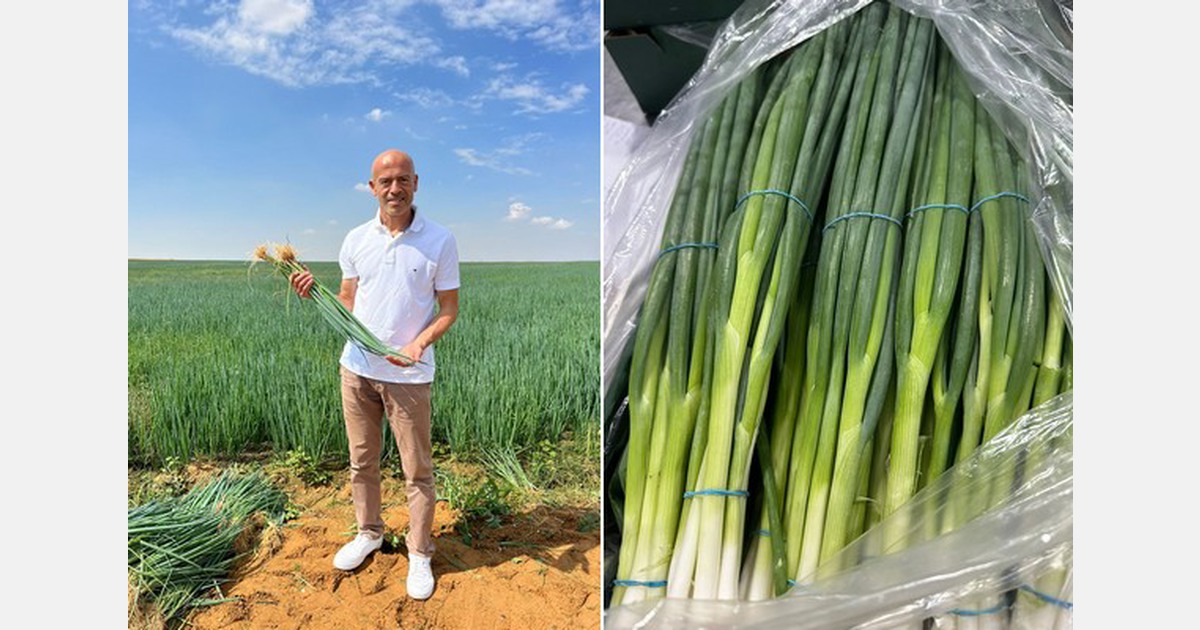 "Segnali positivi all'inizio della stagione dei cipollotti egiziani"