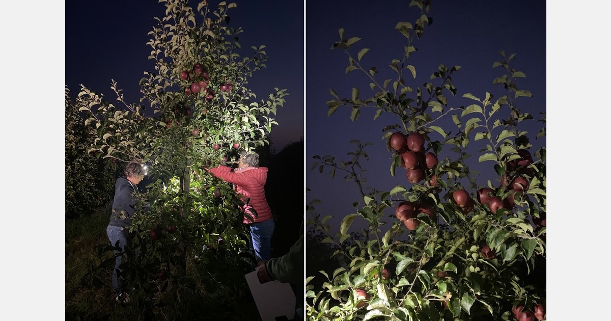 "Per la prima volta raccogliamo anche le pere della luna piena"