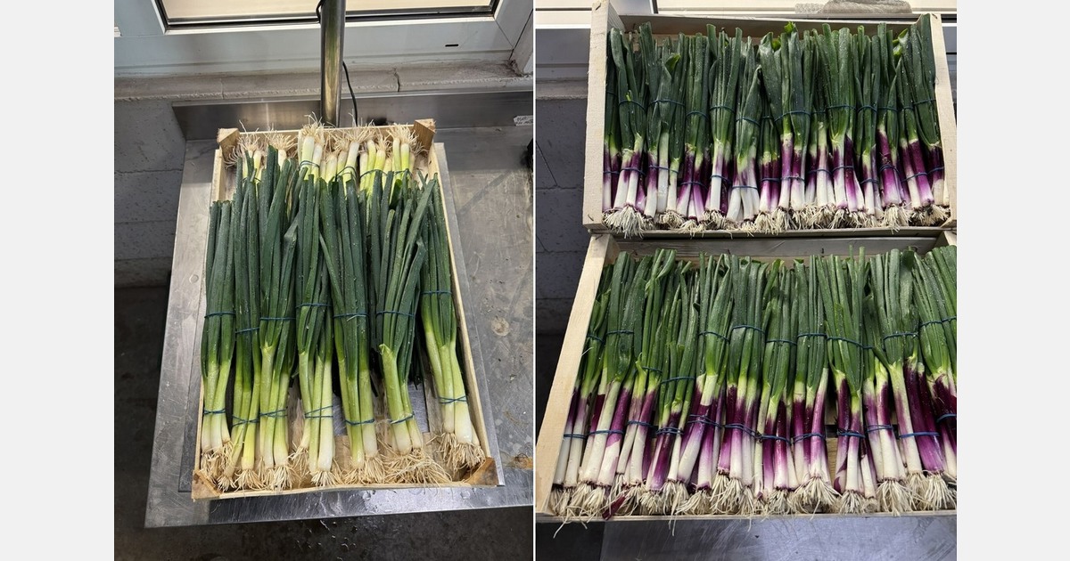 "I prezzi crescenti dei cipollotti riflettono in parte l'incremento dei ...