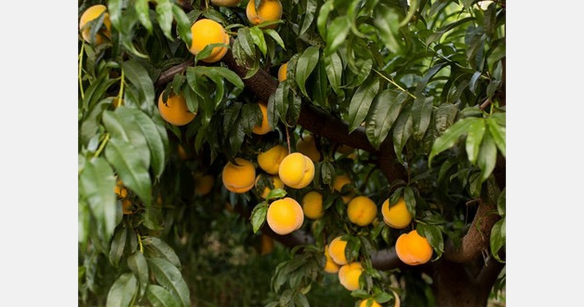 In Spagna la percoca e' l'unica drupacea con prezzi stabili