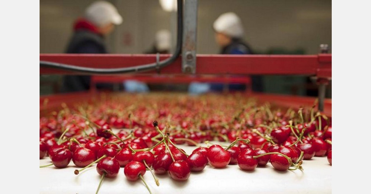 Cerima Cherries: difficile raccogliere le ciliegie nelle attuali condizioni