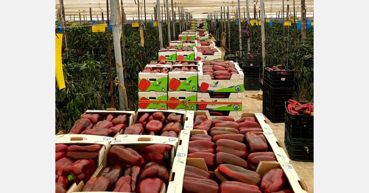 "Per garantire la massima freschezza, raccogliamo i peperoni Lamuyo ...