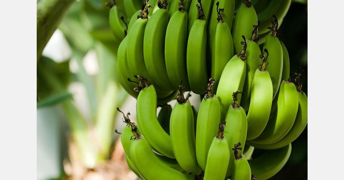 Il prezzo spot delle banane ecuadoriane è più alto rispetto a quello ...