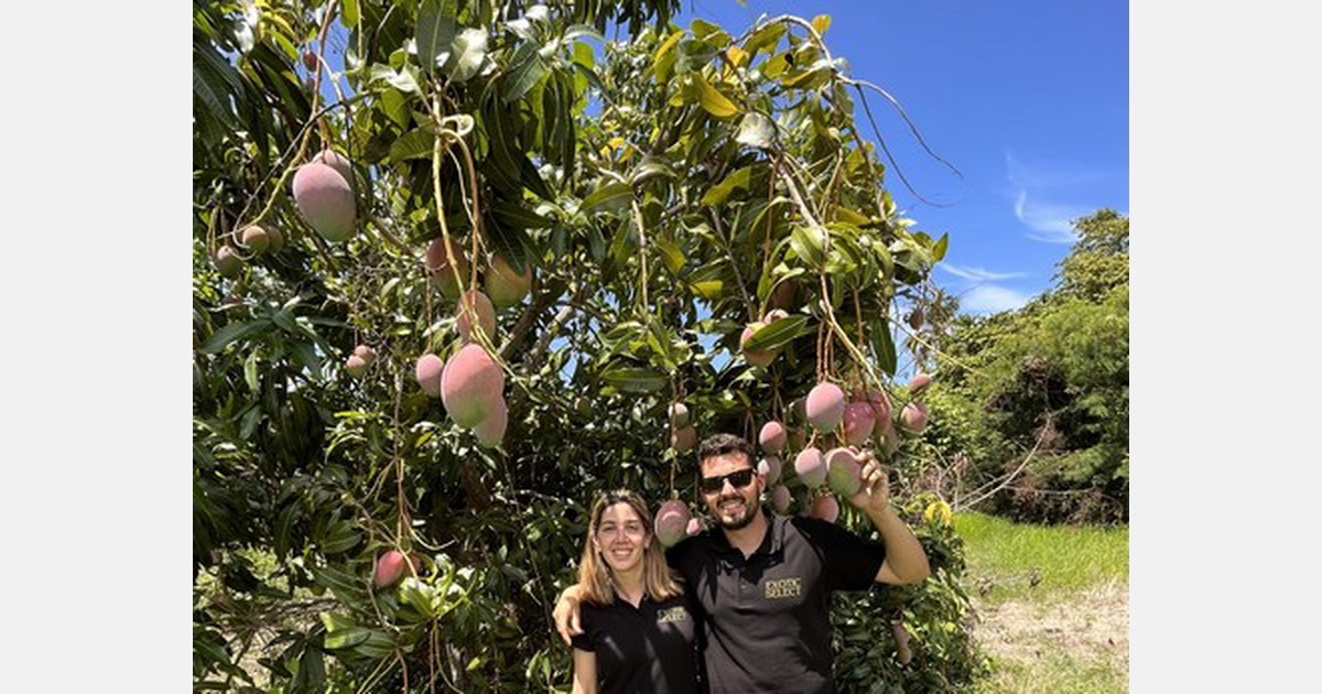 "Abbiamo iniziato a importare via mare il mango dominicano che ha lo ...