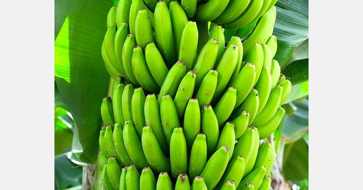 Fino a luglio, le esportazioni di banane dall'Ecuador verso l'Ue-27 ...