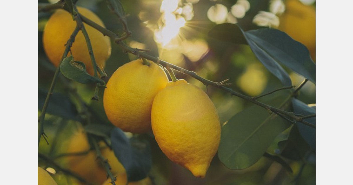 "Quest'estate Sudafrica e Argentina avranno difficoltà a esportare ...