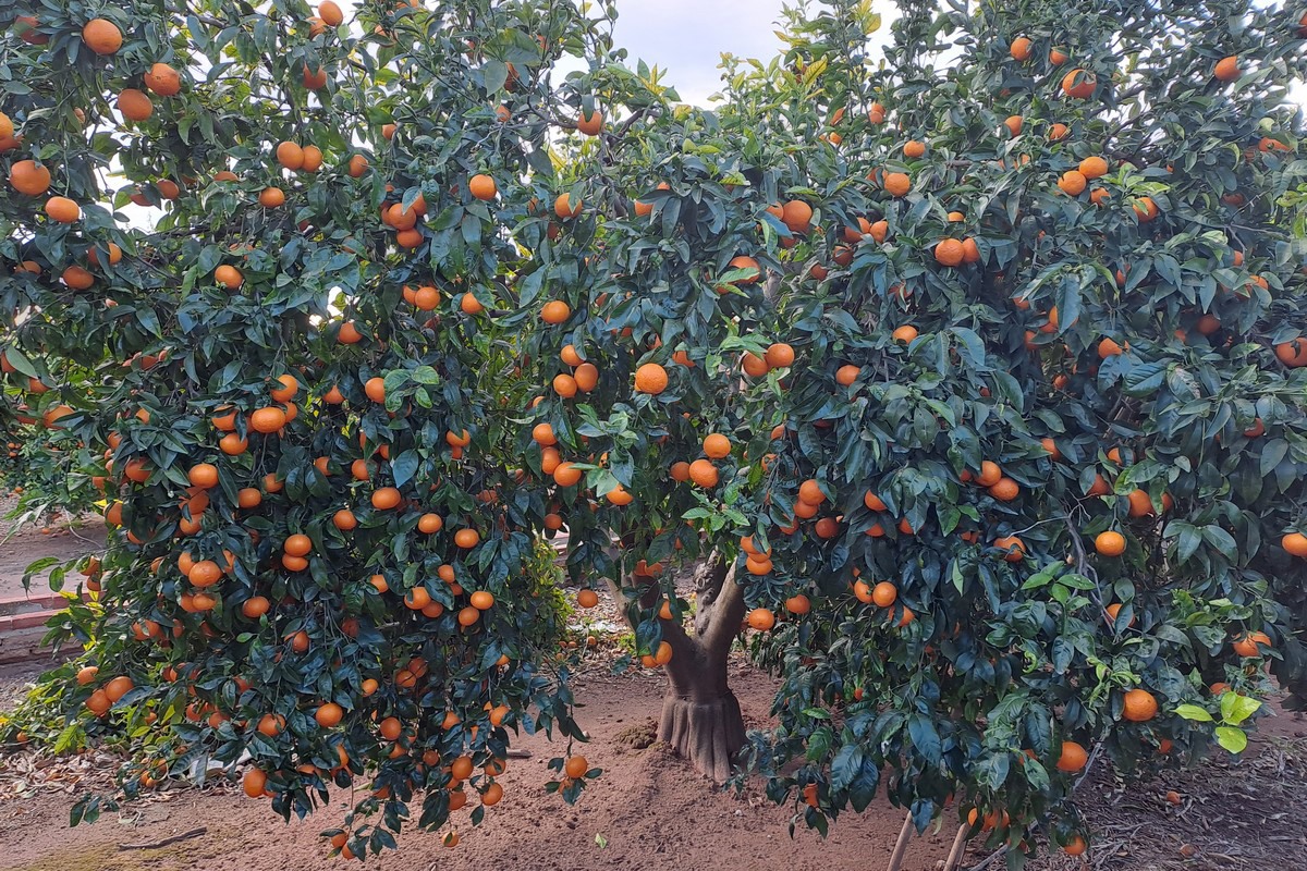 "Preserveremo il carattere distintivo della varietà Orri nel crescente ...