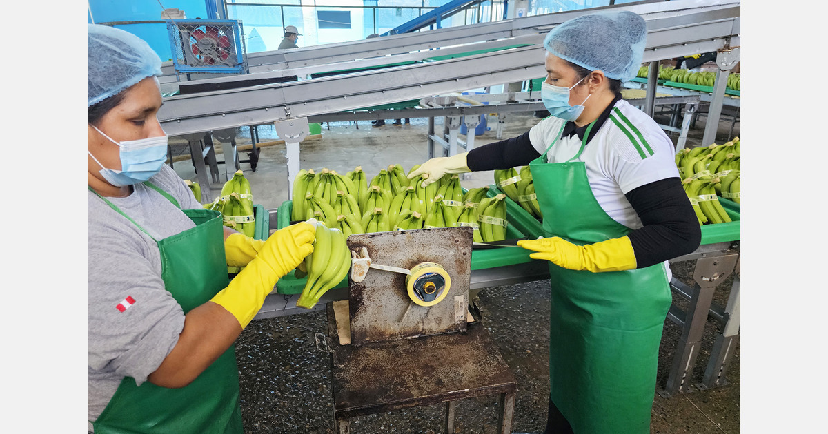 Il clima arido offre le condizioni perfette per la coltivazione ...