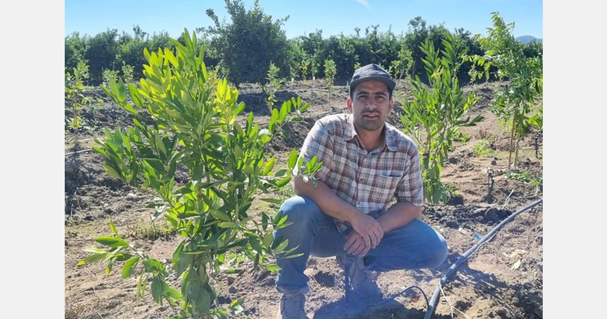 Varietà di mandarino statunitense ha iniziato a espandersi in Perù e Cile