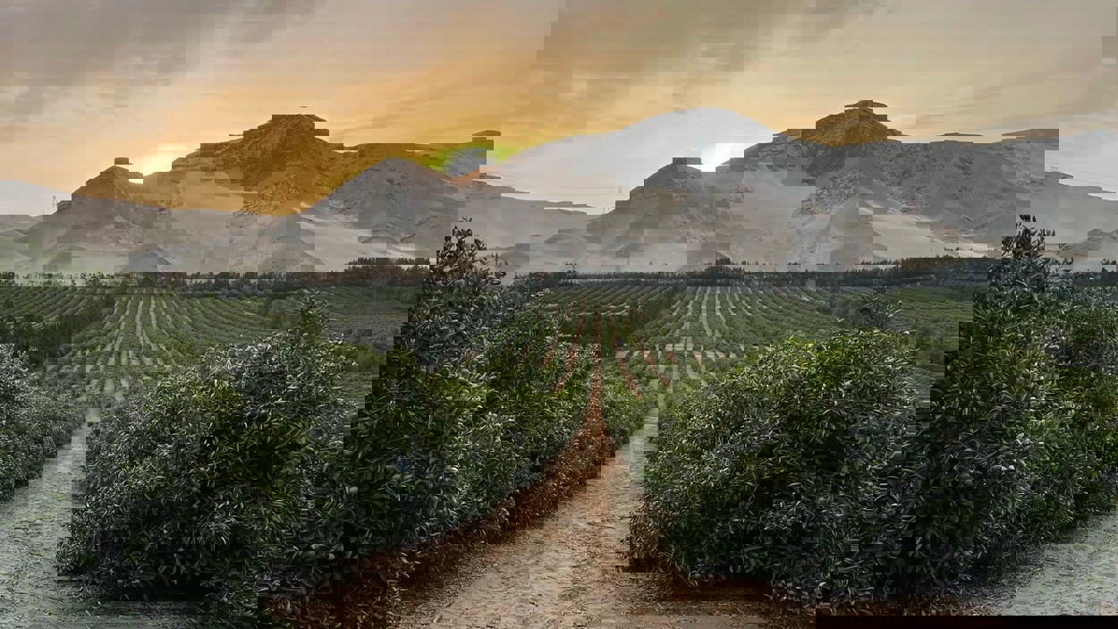 "Con il nostro nuovo marchio di mandarini, portiamo un prodotto di ...