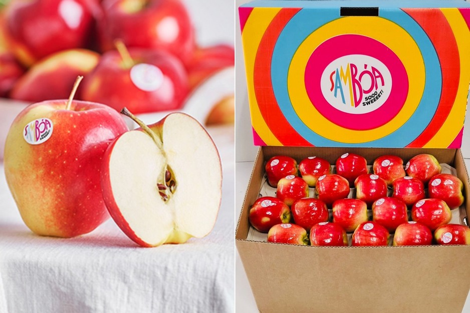 Al via la prima stagione di commercializzazione della mela Sambóa per ...