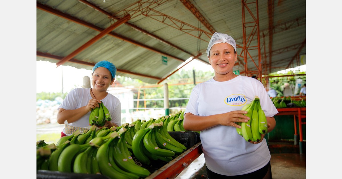 "La lunga shelf life delle banane verdi ecuadoriane è fondamentale per ...