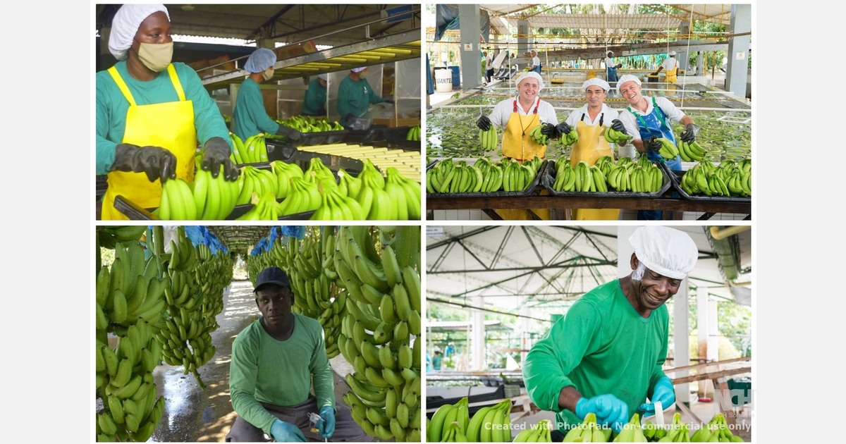 Industria colombiana delle banane: aumentare la produttività del 5 per ...
