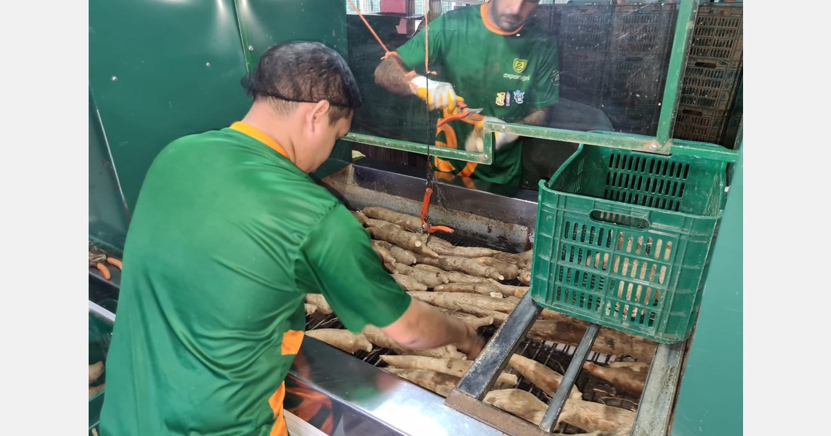 "La manioca morbida, dolce e senza filamenti della Costa Rica ci ...