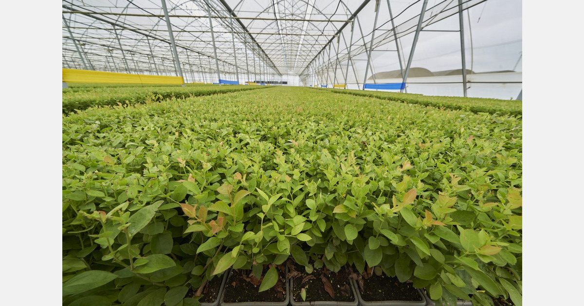 "Il Marocco espande l'areale di mirtilli, mentre l'Europa si concentra ...