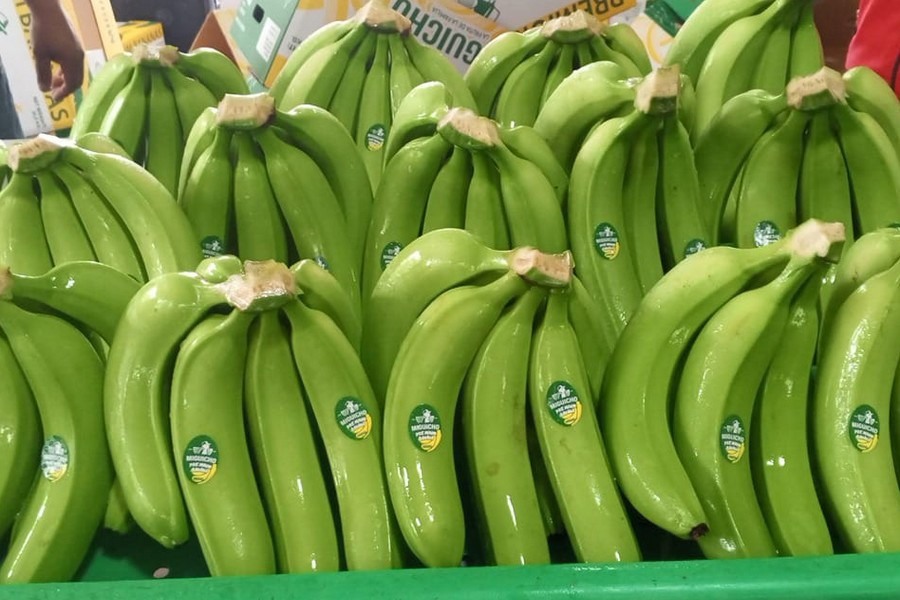 I coltivatori di banane ecuadoriani devono affrontare costi di ...