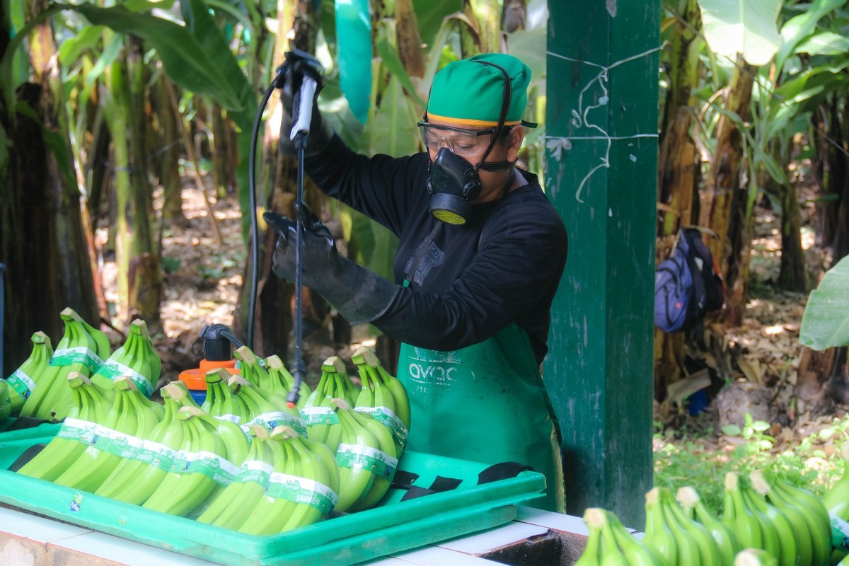 "Le forti piogge e la prolungata siccità causano un calo della ...