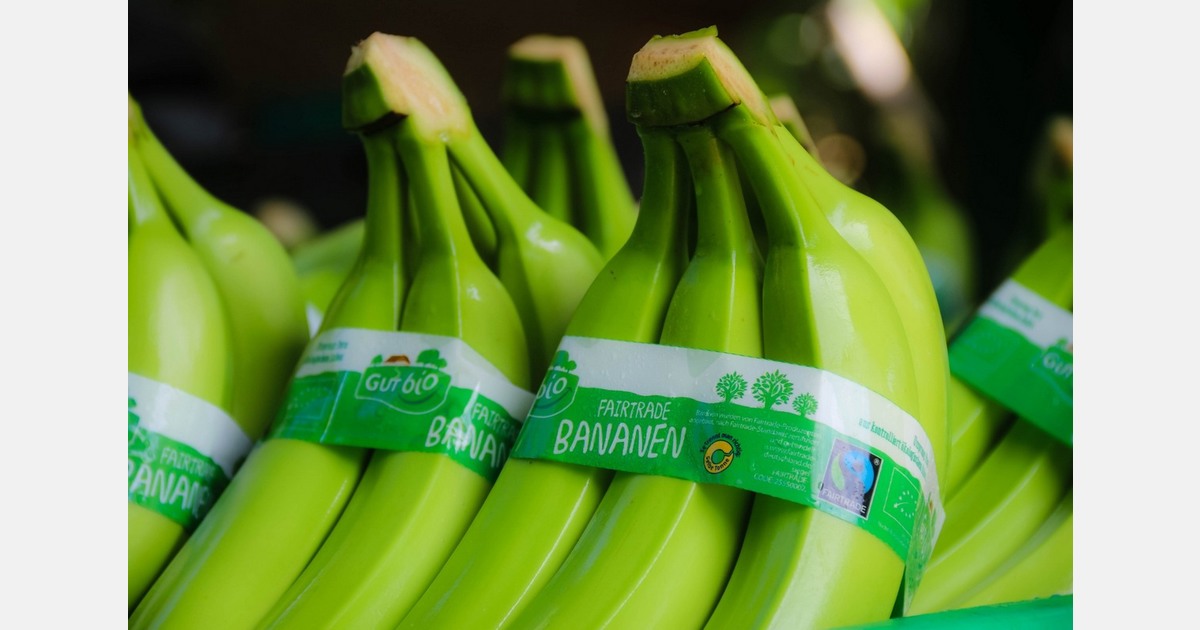 "Le forti piogge e la prolungata siccità causano un calo della ...