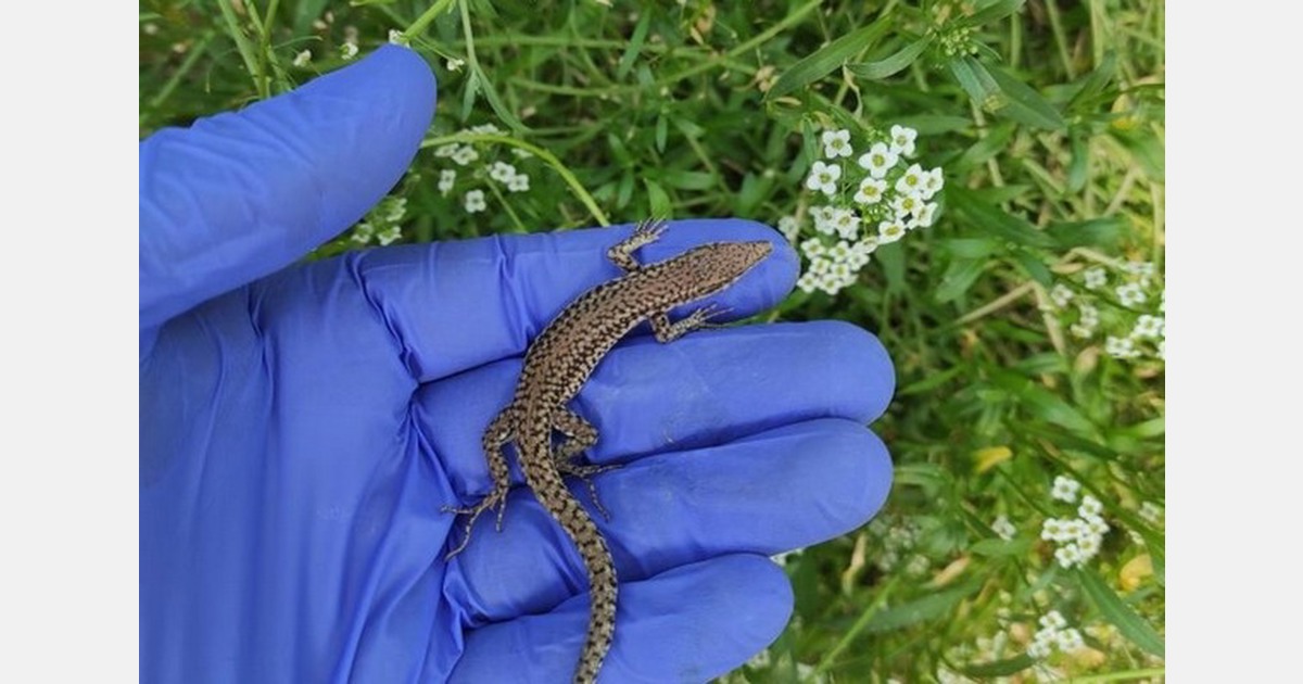 Utilizzo dei rettili nel controllo biologico dei parassiti nelle serre ...