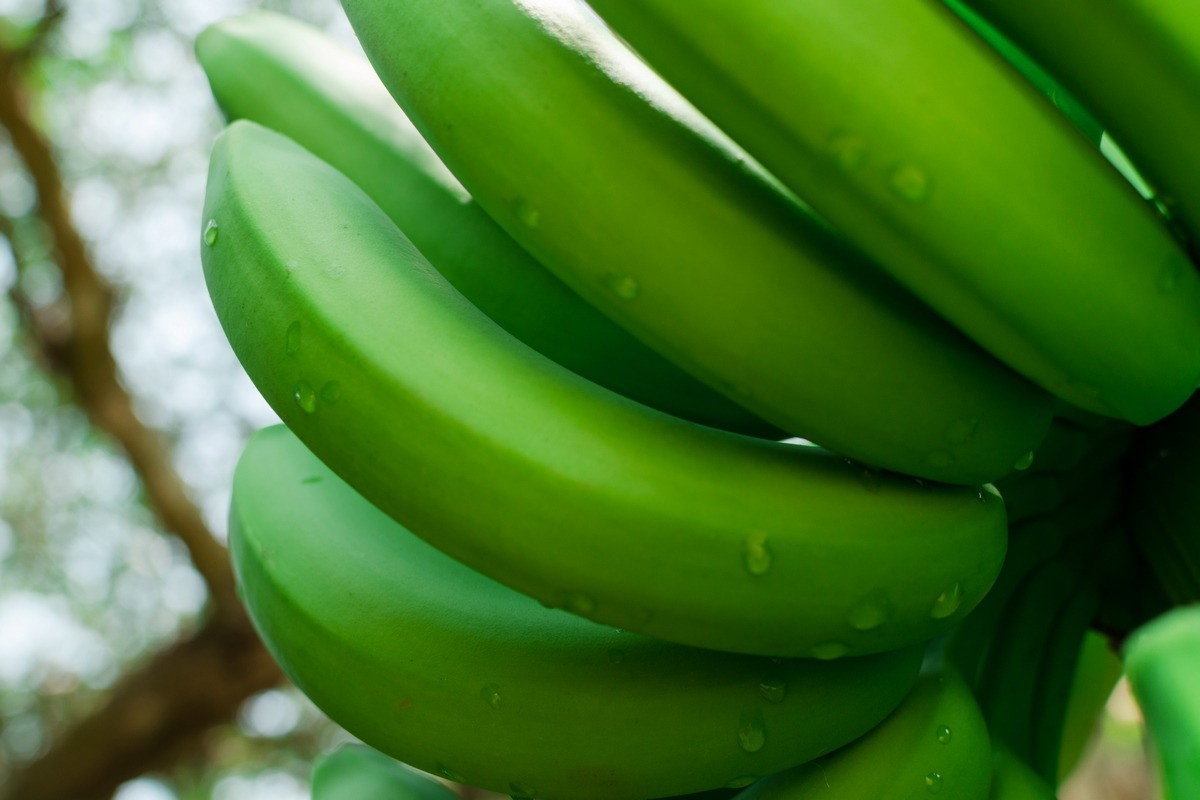 Le sfide delle banane colombiane: salute, logistica e commercio equo e ...