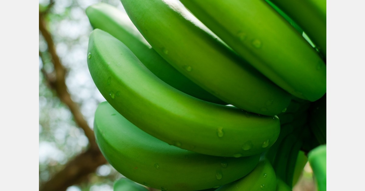 Le sfide delle banane colombiane: salute, logistica e commercio equo e ...