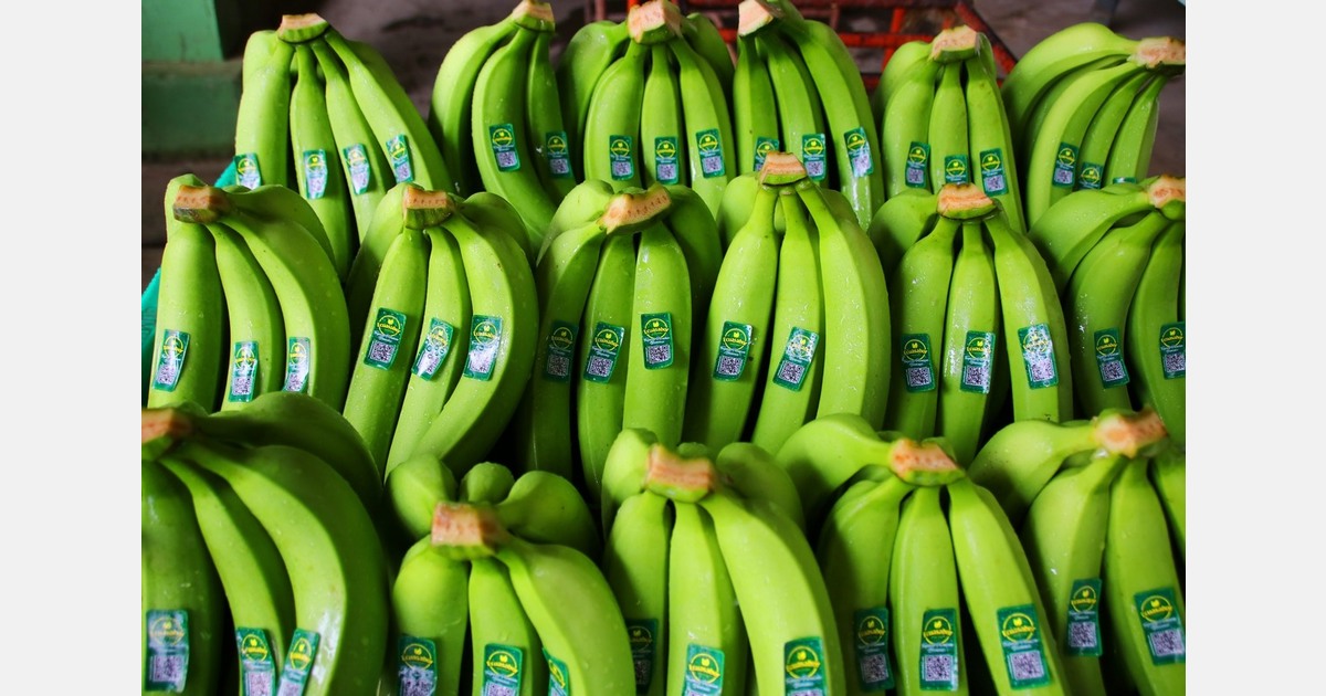 "Incertezza per le banane ecuadoriane: aumentano i costi e scarseggiano ...