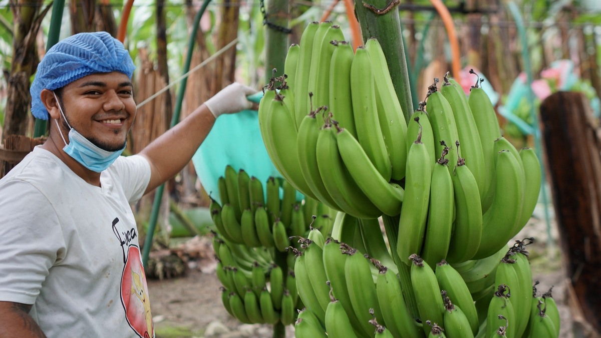 "Le banane non possono continuare a essere il frutto più economico sul ...