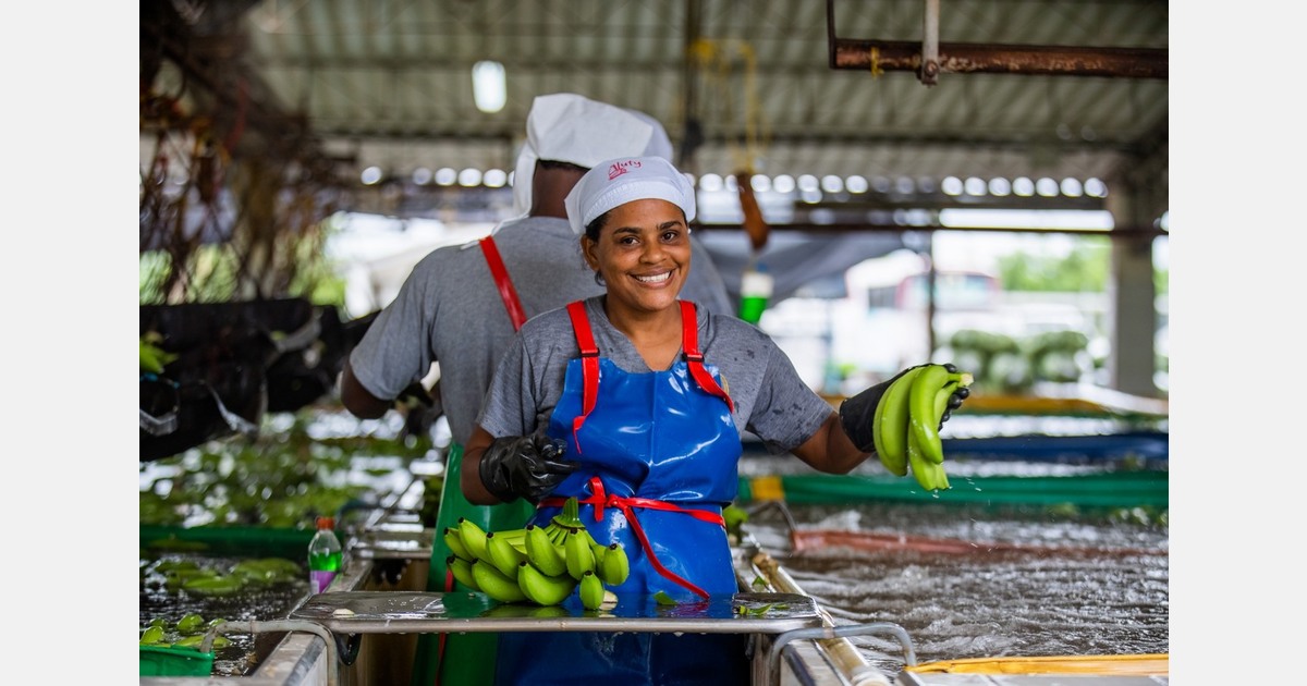 "Le banane non possono continuare a essere il frutto più economico sul ...