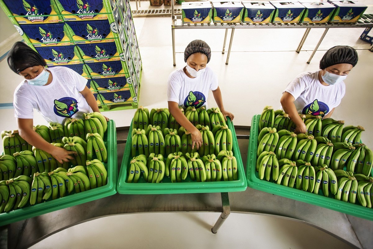 "Le banane ecuadoriane si stanno spostando dai mercati tradizionali ...