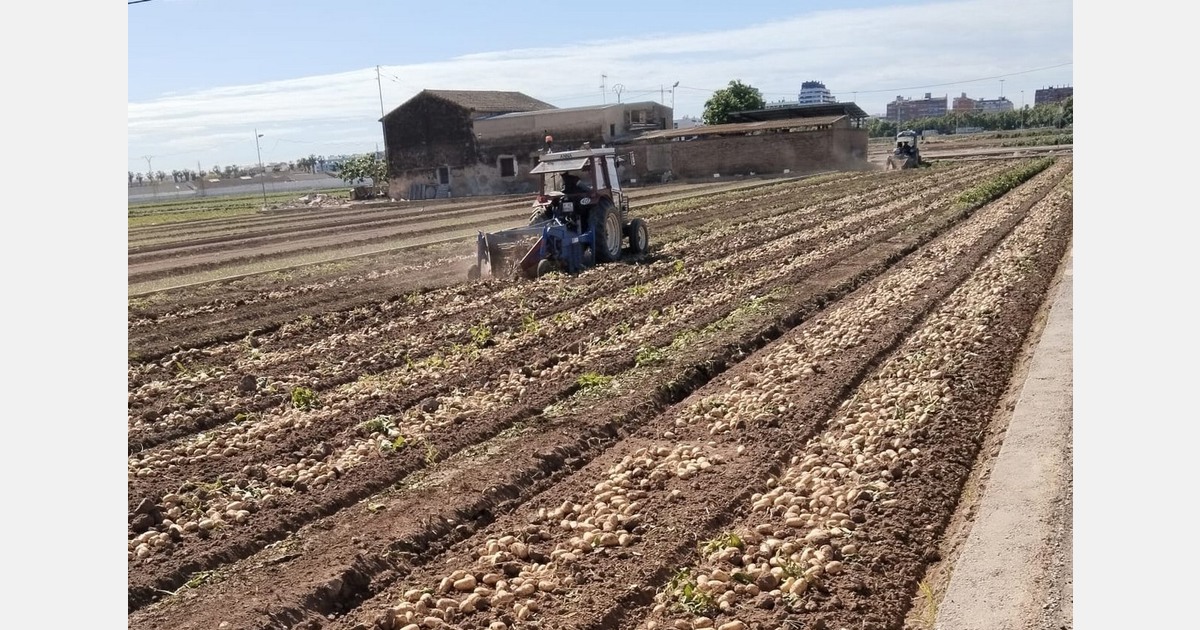 "Il prezzo della patata valenciana si dimezza all'origine e si ...