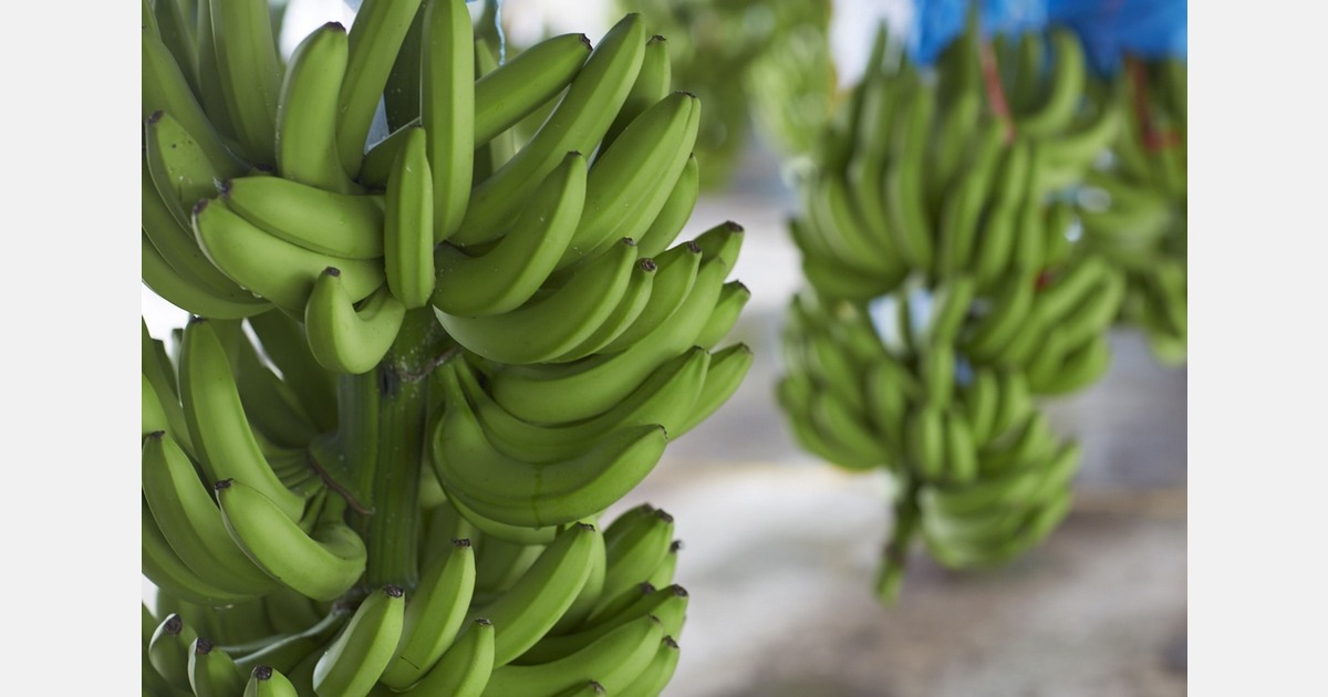 "La Costa Rica si sta lasciando alle spalle un periodo di scarse ...