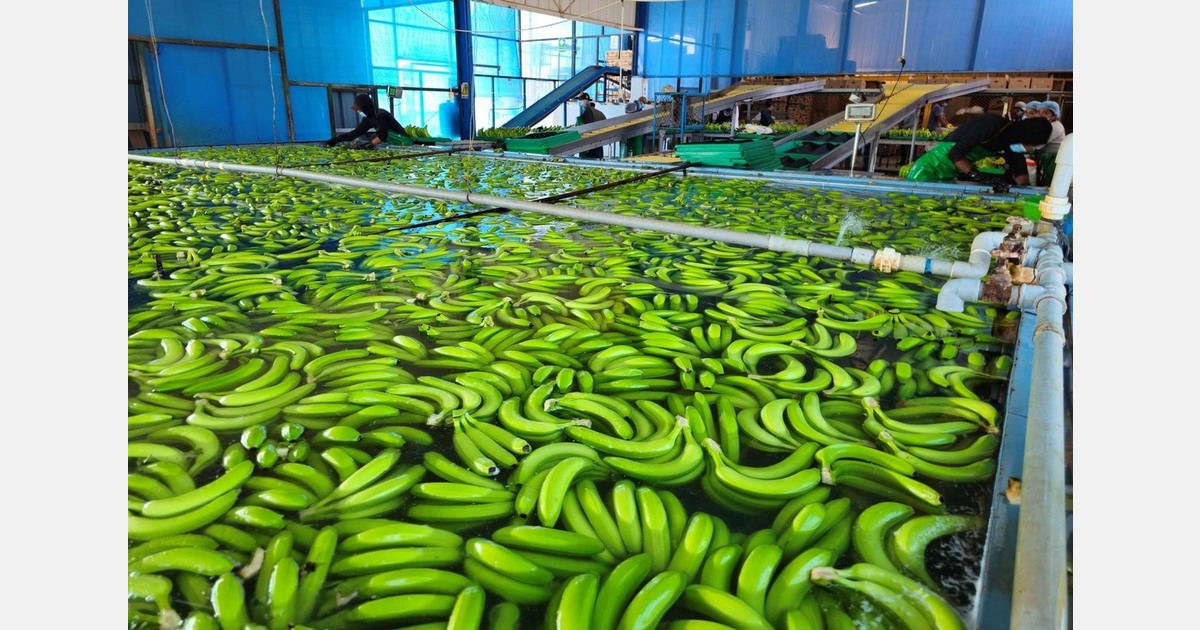 "Abbiamo in programma di esportare fino a 140 container di banane per ...