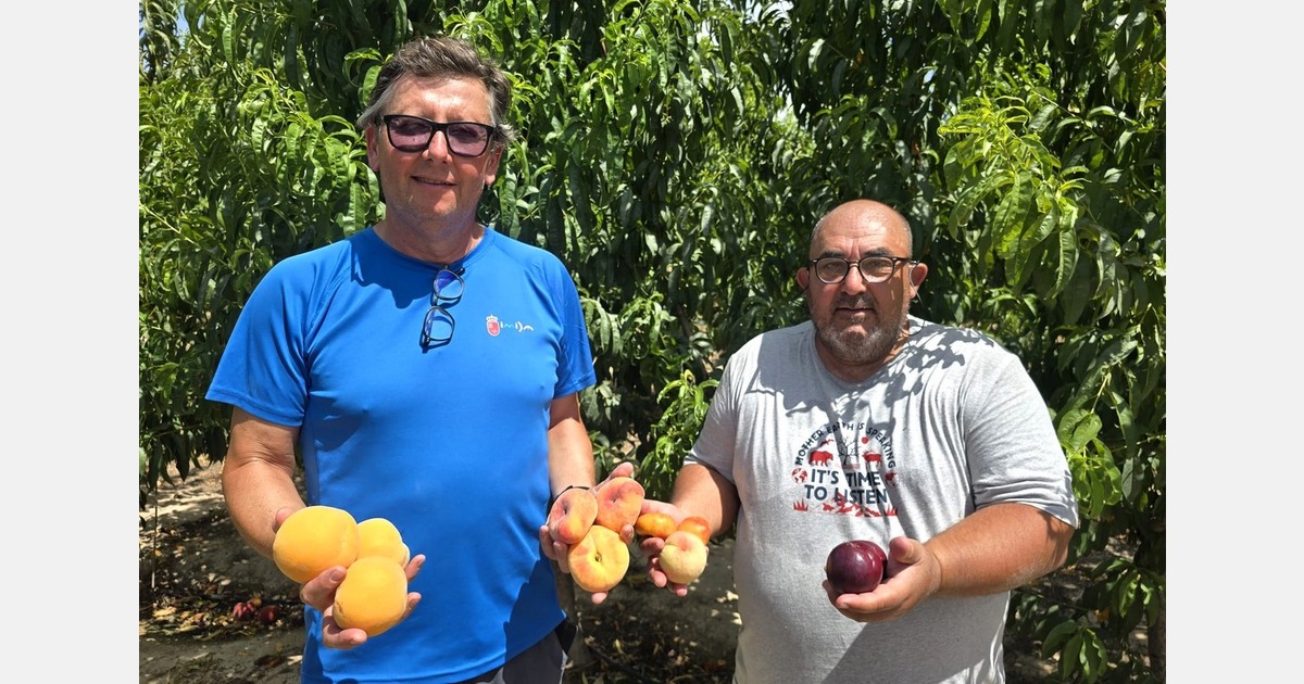 "La stagione di raccolta si allunga con le nuove varietà di pesca ...