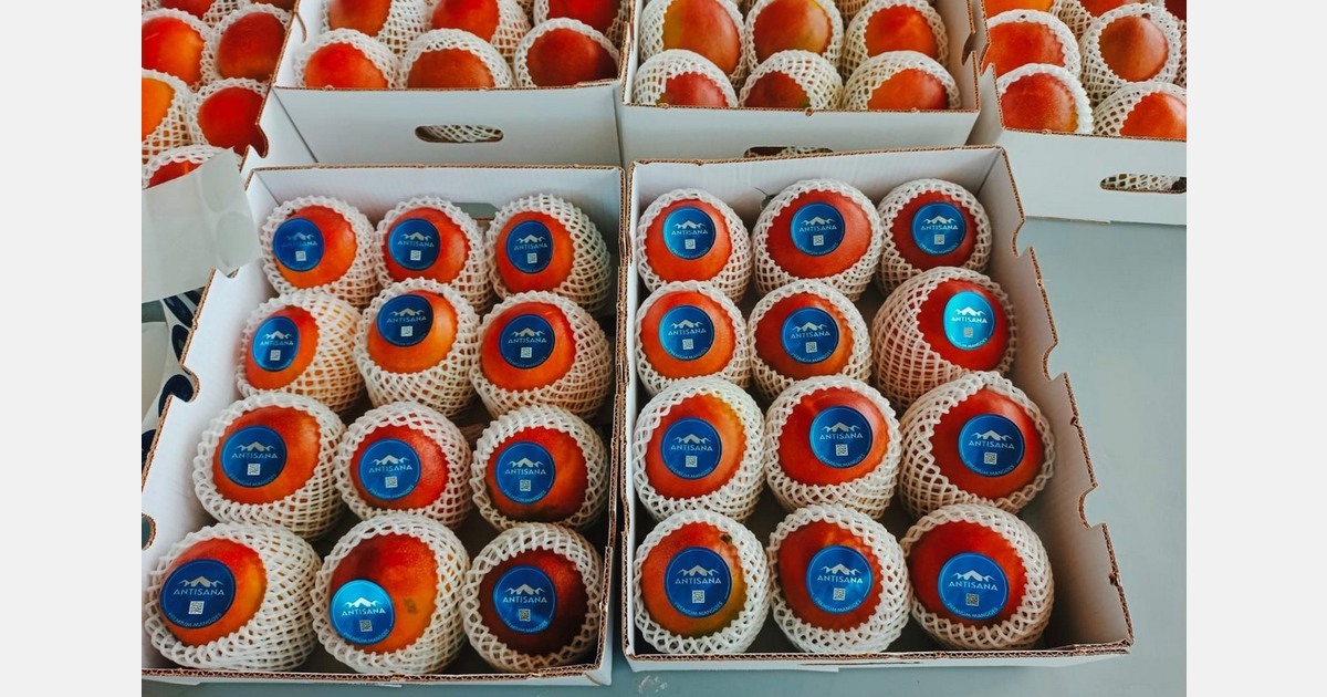 "Rompere con il tradizionale schema di esportazione del mango ready-to-eat"