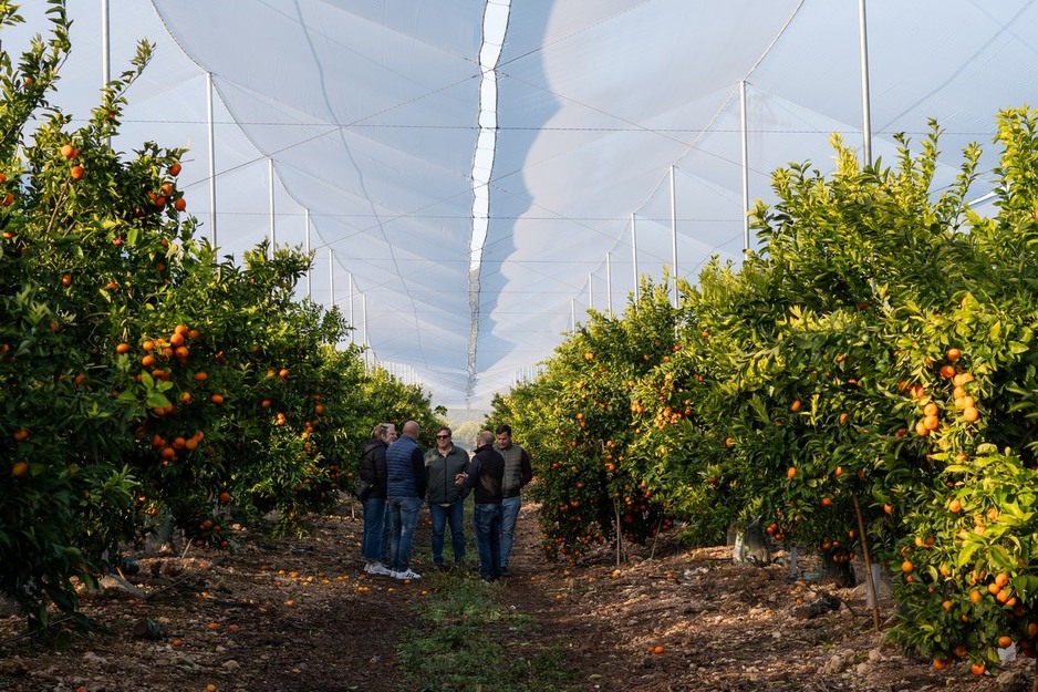 "Le varietà Havva e Sigal sono progettate per offrire prestazioni eccezionali e un'esperienza di ...