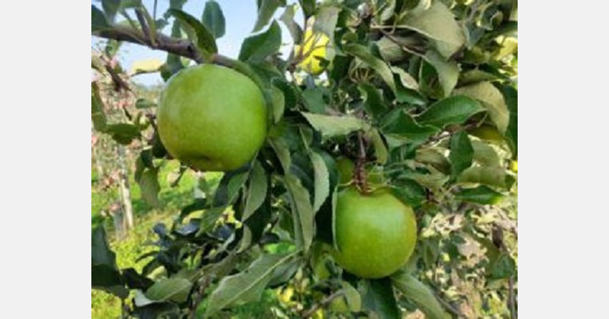 La nuova mela verde Canopy spodesterà l'iconica Granny Smith?