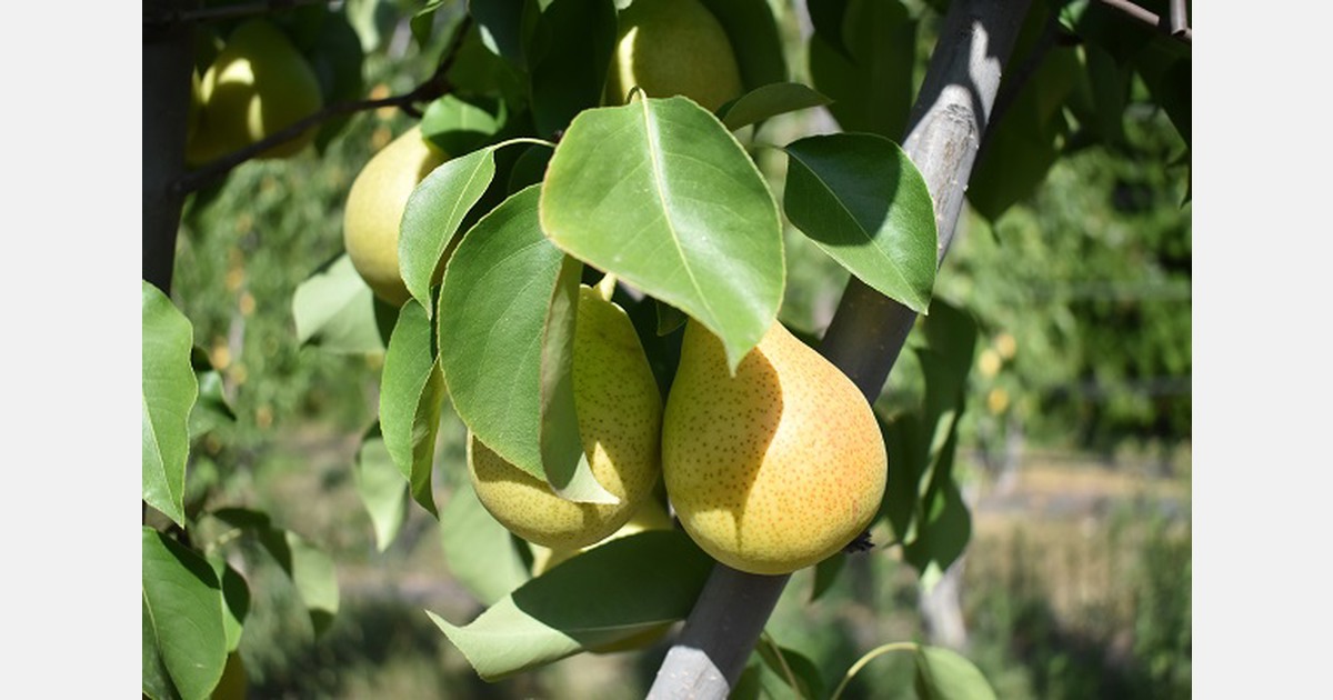 La Eden Gold è la pera del futuro?